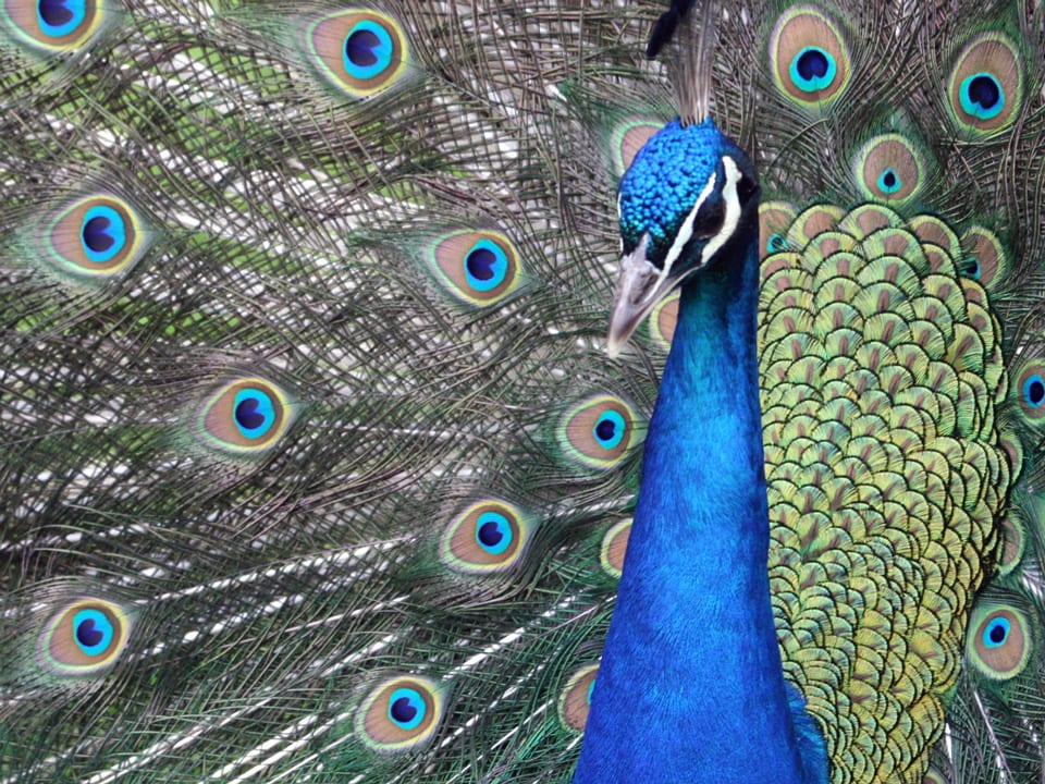 Lawnmower Racing returns to Blake House Craft Centre